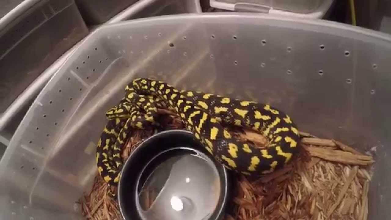Carpet Python Update 30 December 2014 YouTube Carpet Python Update 30 December 2014 YouTube