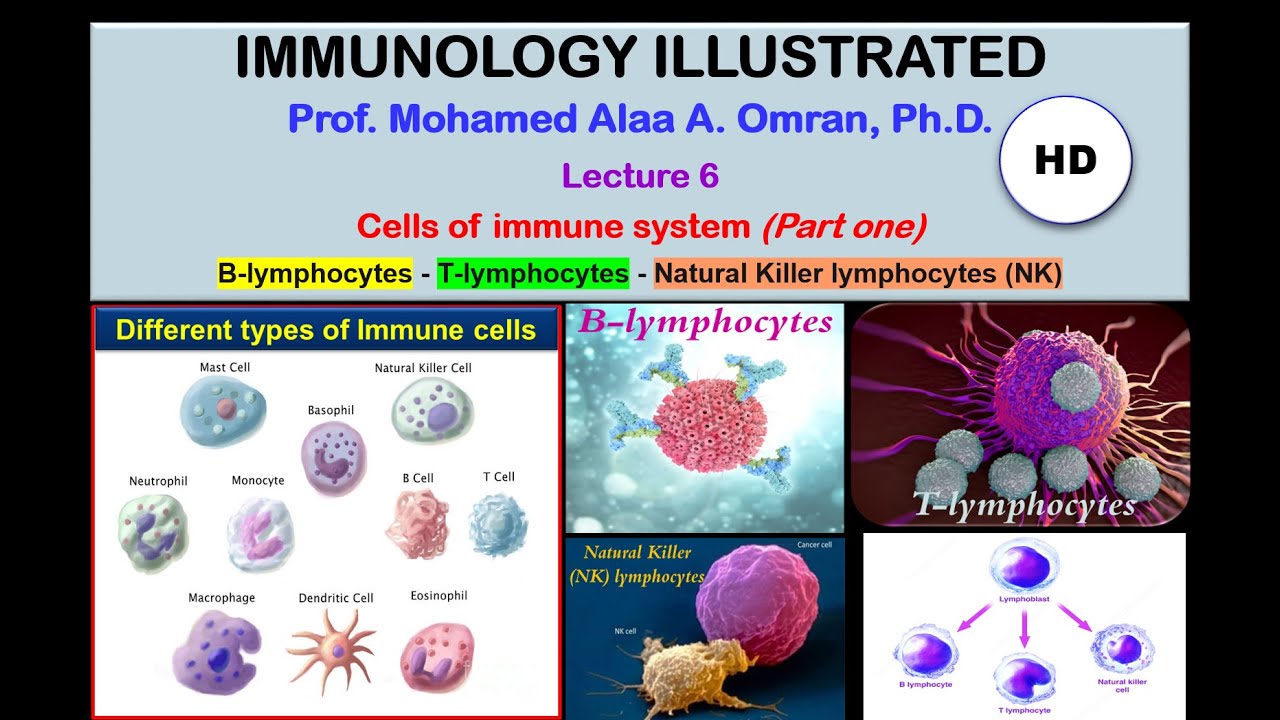 Immunology Illustrated Lecture -6- 2020 Video HD. - YouTube