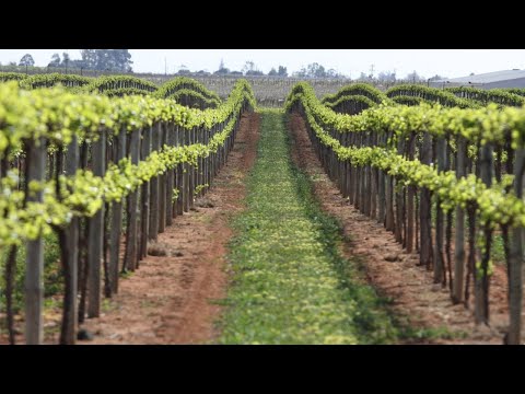 Mildura Nın Üzüm Bağları | Melbourne'den Kadir Amca