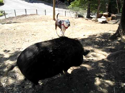 Pig vs. Dog - YouTube