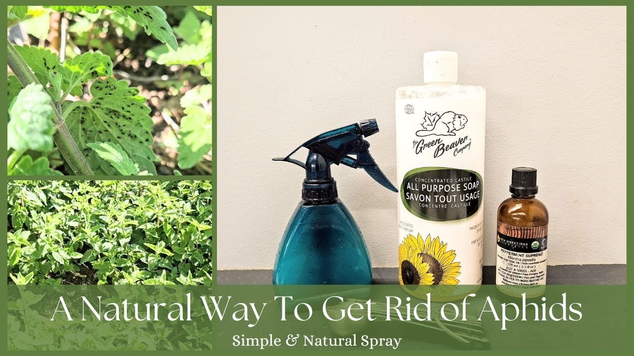 Simple and Natural Aphid Spray - YouTube