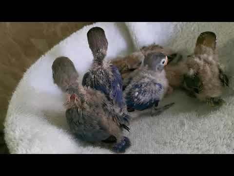 Agapornis bebés papilleros