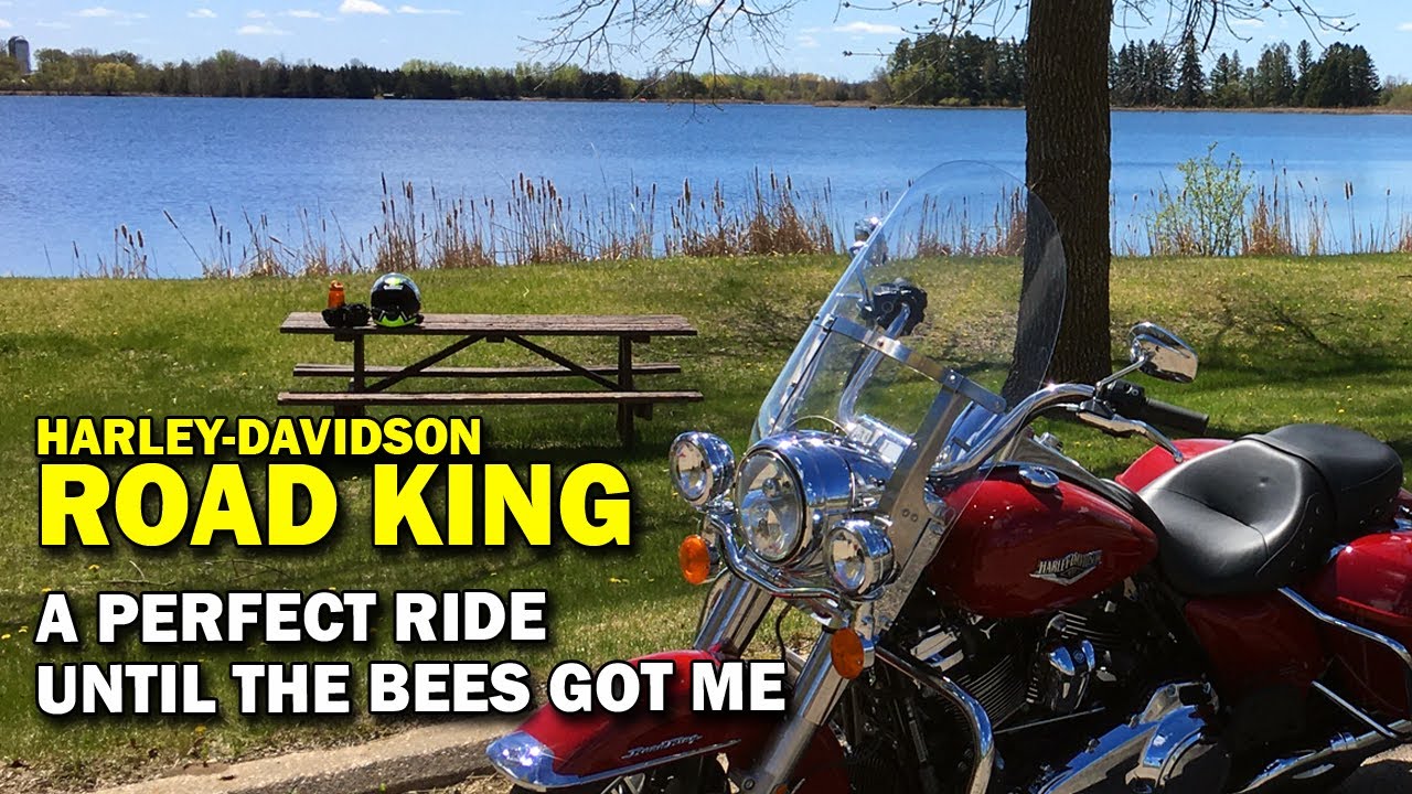 Harley Davidson Road King - A Perfect Ride Until The Bees Got Me - YouTube