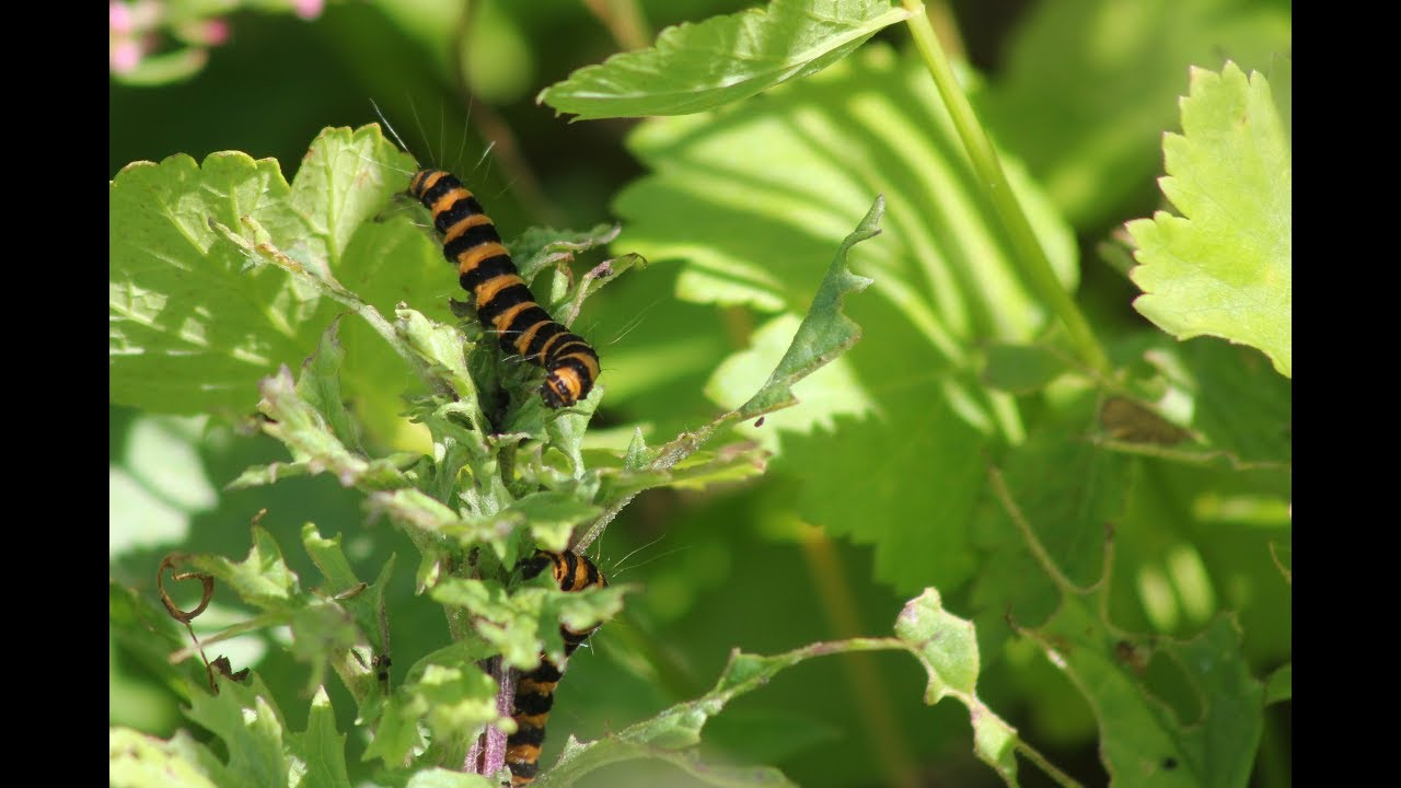 Larv svart och gul randig - Karminspinnare, Grönsaksfly - YouTube