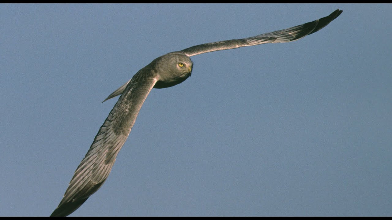 Northern Harrier: "Marsh Hawk" Living on the Wing - YouTube