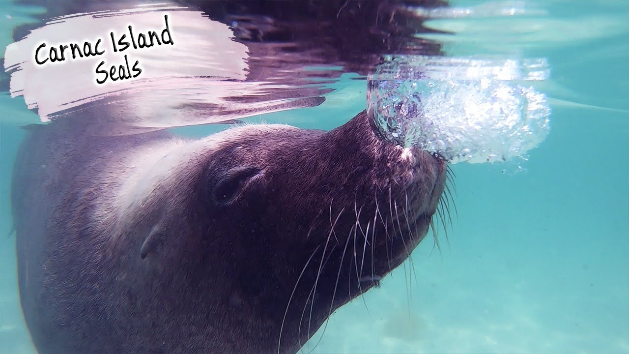E88 - Swimming With Seals & Lost In A Giant Hedge Maze (Perth to ...