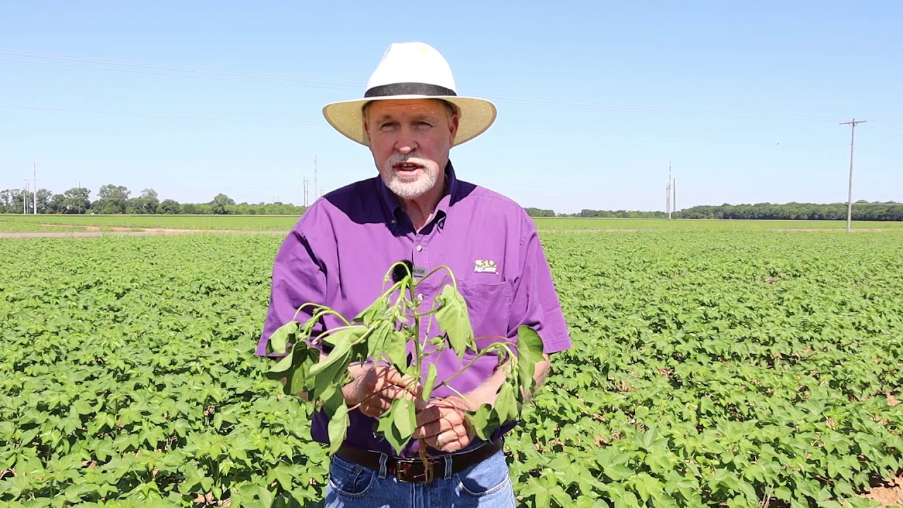 Cotton Growth and Development - YouTube