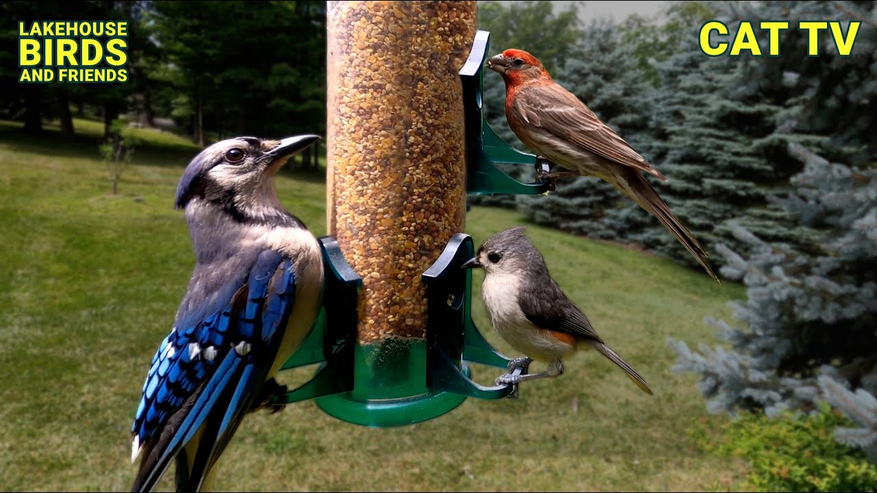 House Finches, Blue Jays and More; and Chipmunks! Birds for Cats to ...