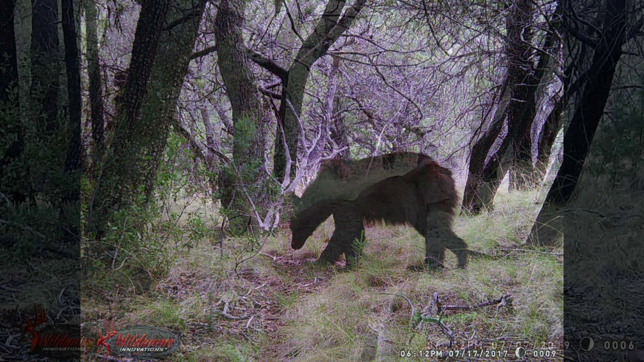 Trail Cam Journey Episode 2: Bears - YouTube