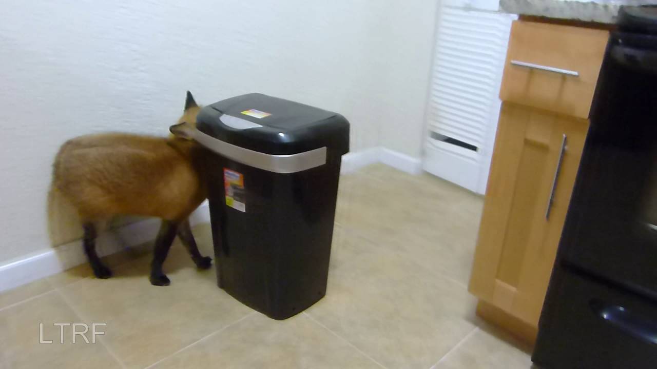 Loki the Red Fox upset at the garbage can - YouTube