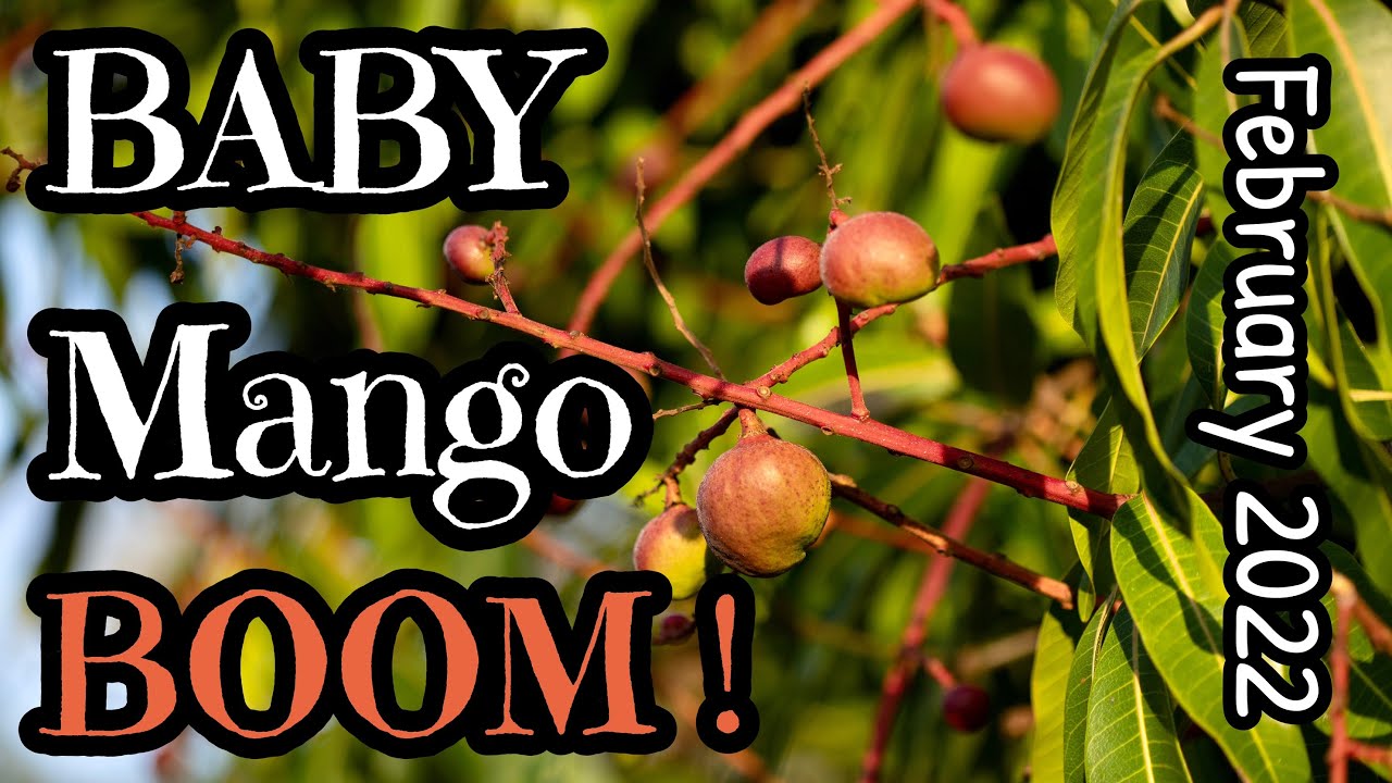 Baby Mango Boom! February 2022 - YouTube