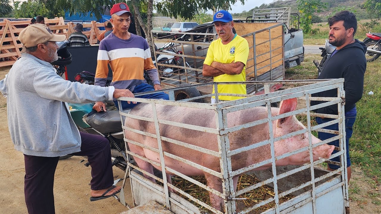 PORCO CAPADO EM CUPIRA PE, ALÉM DE CAPRINOS E OVINOS 18-09-2024 # ...