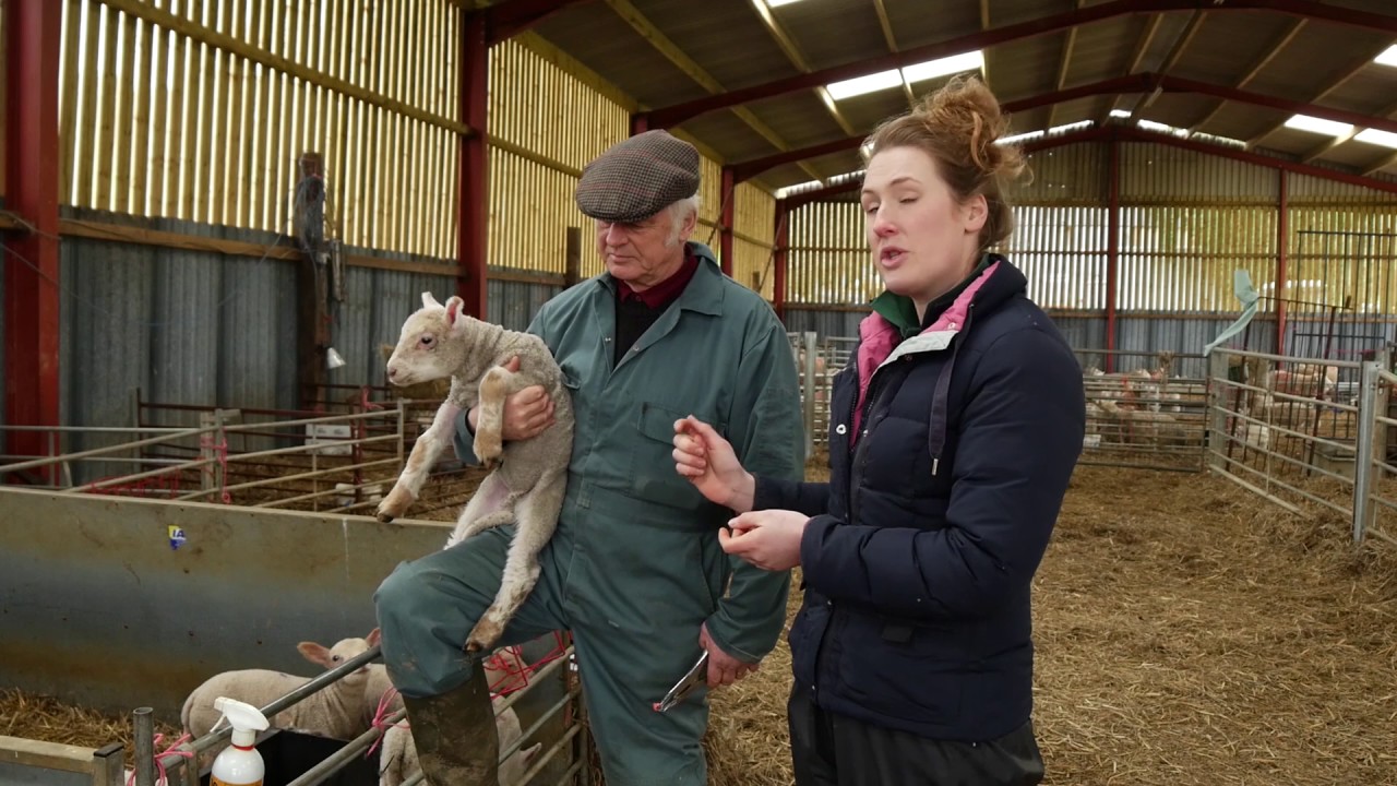 A Tail docking demonstration - Lamlac - YouTube