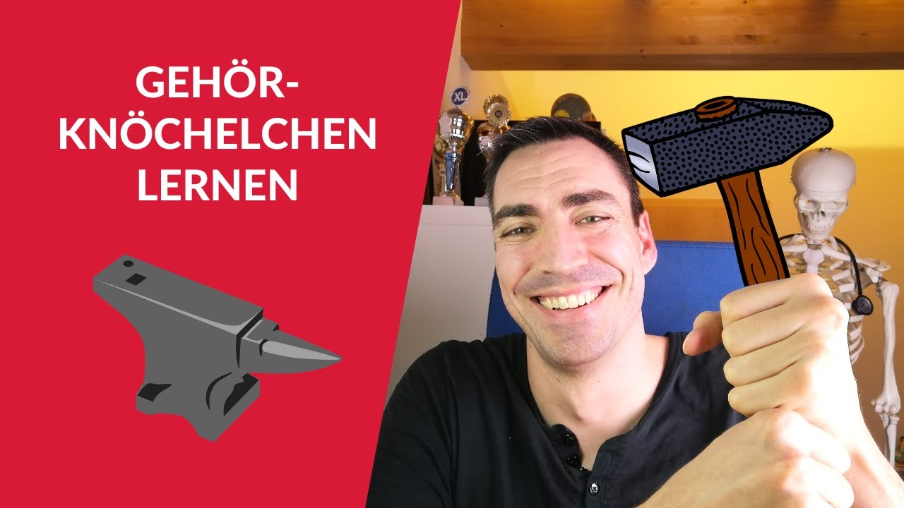 Gehörknöchelchen mit Fachbegriffen lernen: Malleus (Hammer), Incus ...
