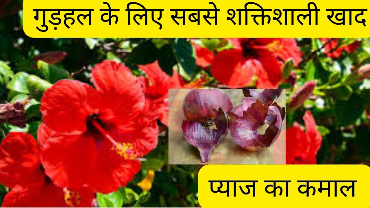 गुड़हल के लिए सबसे अच्छी खाद | Gurhal ki Dekhbhal | Fertilizer for ...
