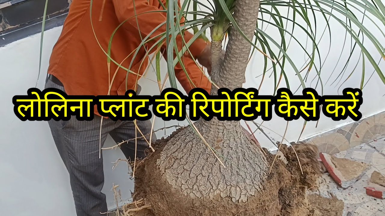 लोलिना प्लांट की रिपोर्टिंग कैसे करें | lolina plant | plants ...