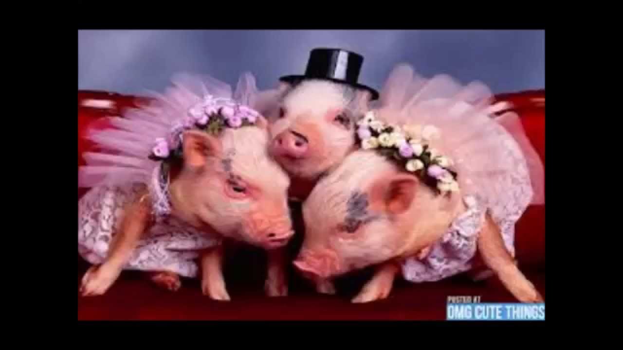cute animals dressed up - YouTube