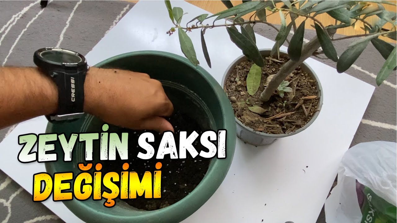 Zeytin Bitkisi Saksı Değişimi - YouTube