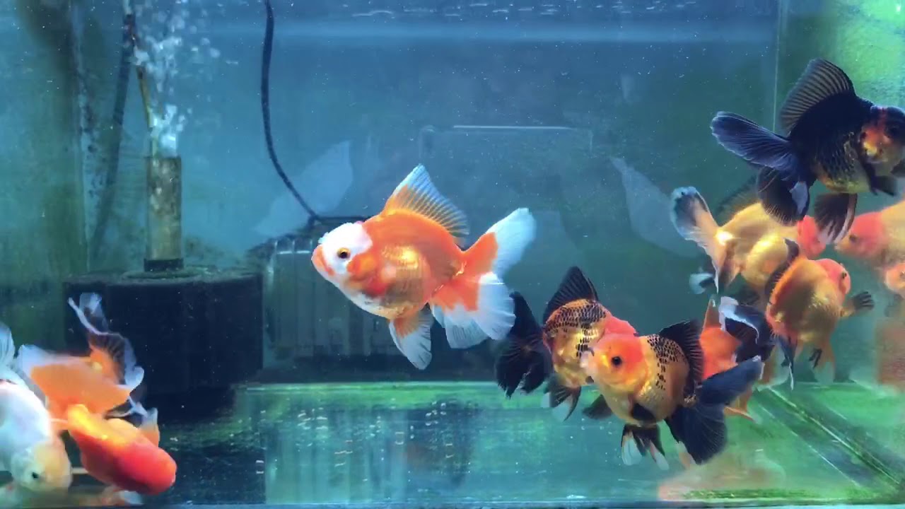 Oranda Short Body Orchid Tail - YouTube