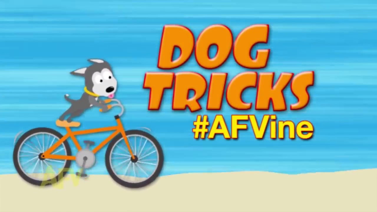 AFV Season 25 Episode 15 Show Highlights1 - YouTube