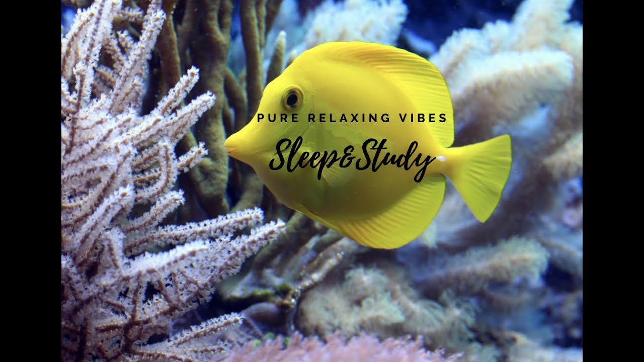 4K Tropical Underwater Seascape - Deep Sleep Meditation Music - YouTube