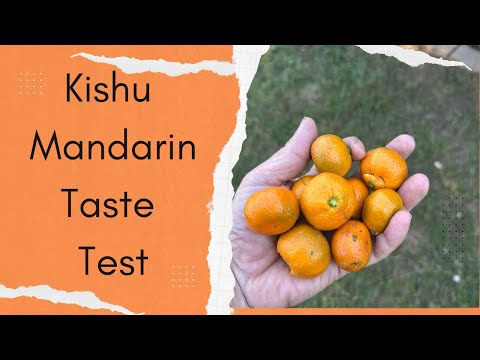 How good is the Kishu Mandarin?