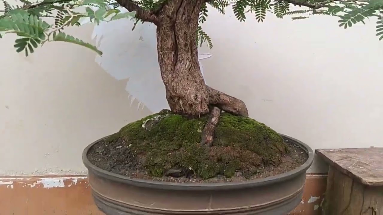 Merawat Bonsai Asem Jawa#asemjawa #bonsai #bonsaiindonesia - YouTube