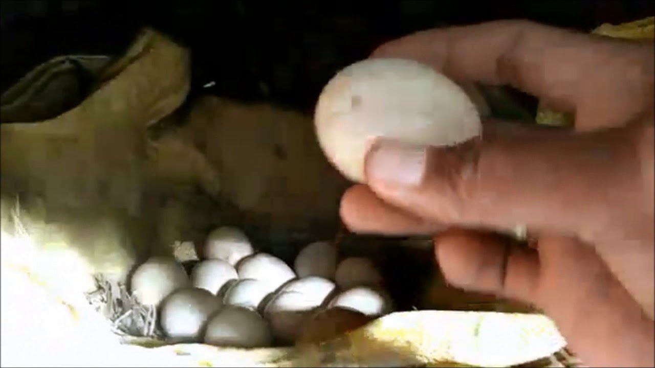MGA INAHING MANOK ll MGA ITLOG AT SISIW by dodongku canada - YouTube