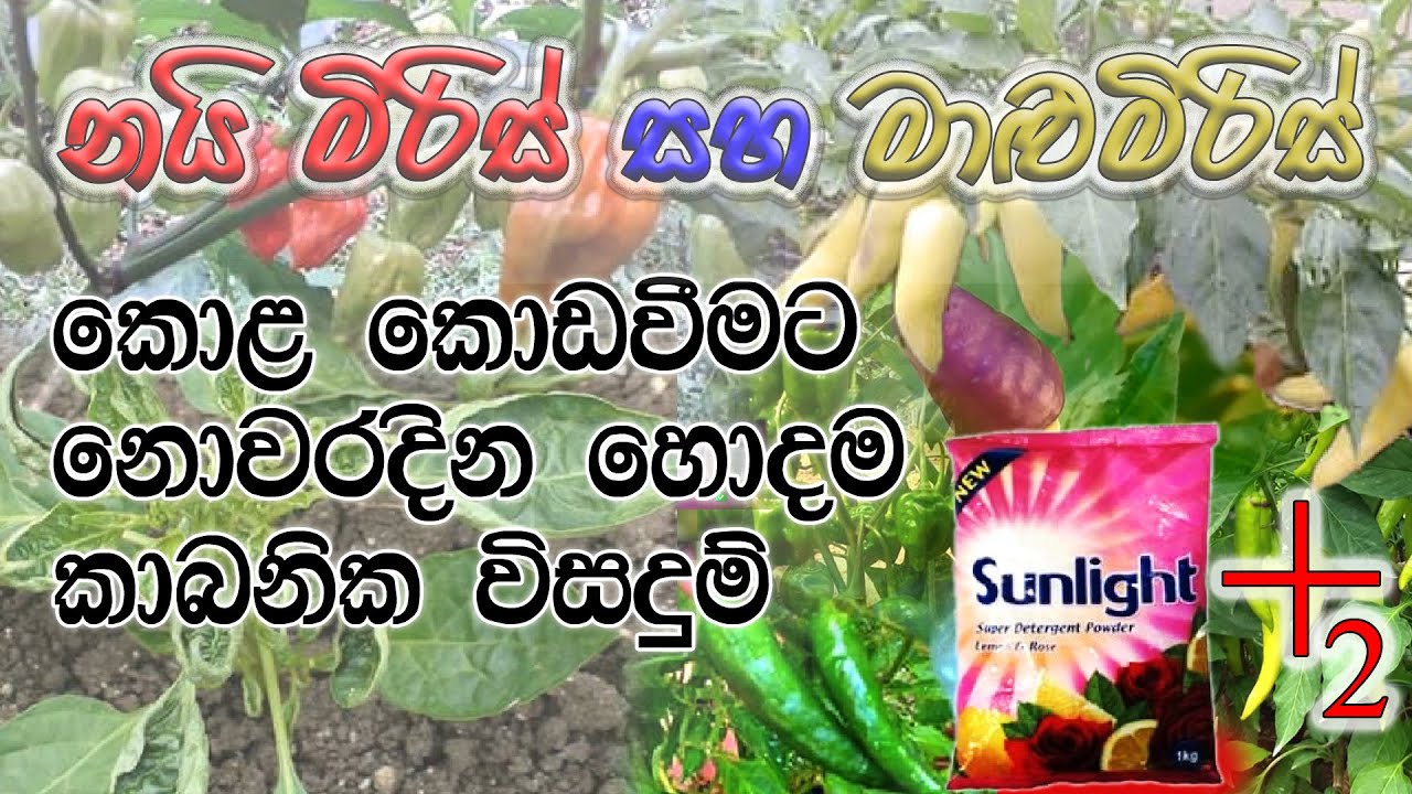 miris kola koda weemata kabanika wisadum | මිරිස් කොළ කොඩ වීමට නොවරදින ...