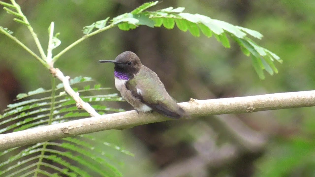 Black-chinned Hummingbird. Distinctive humming sound captured. South ...