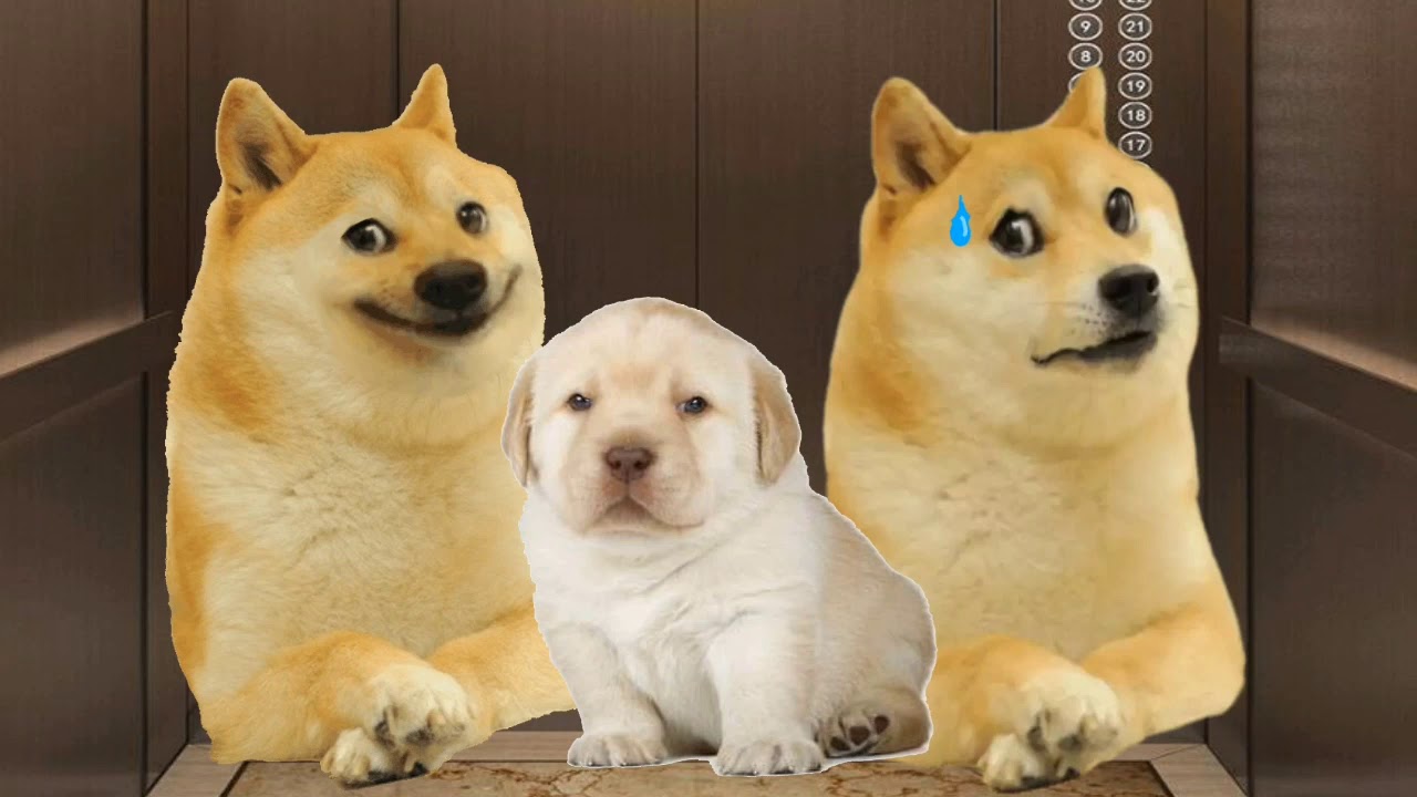 the doge movie (chapter 2: dogens assassin) - YouTube