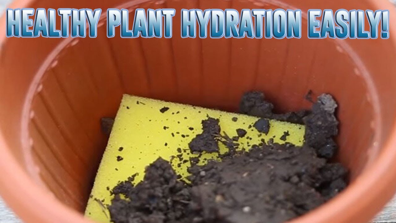 Healthy Plant Hydration EASILY! - YouTube