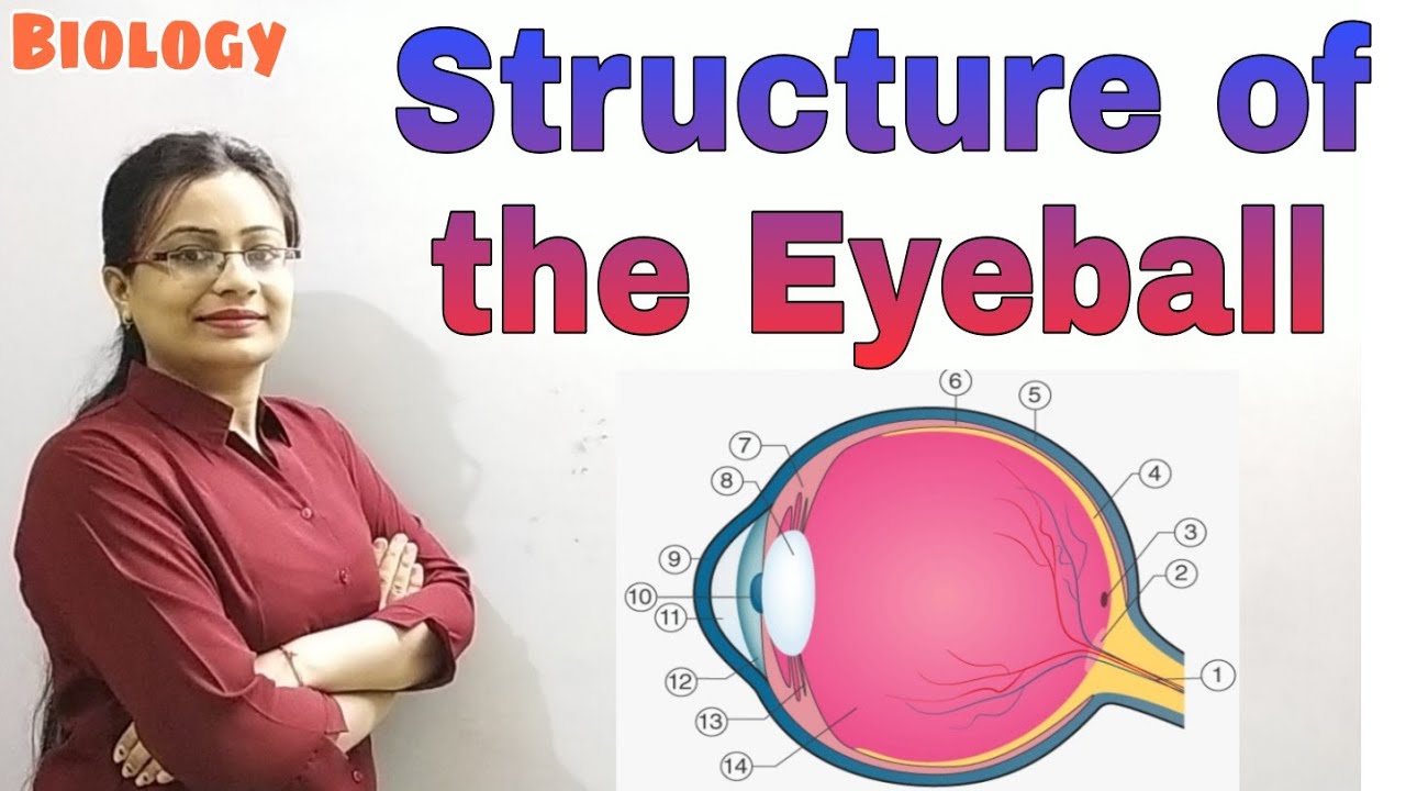 structure-of-the-eyeball-sense-organs-class-10-icse-biology-semister