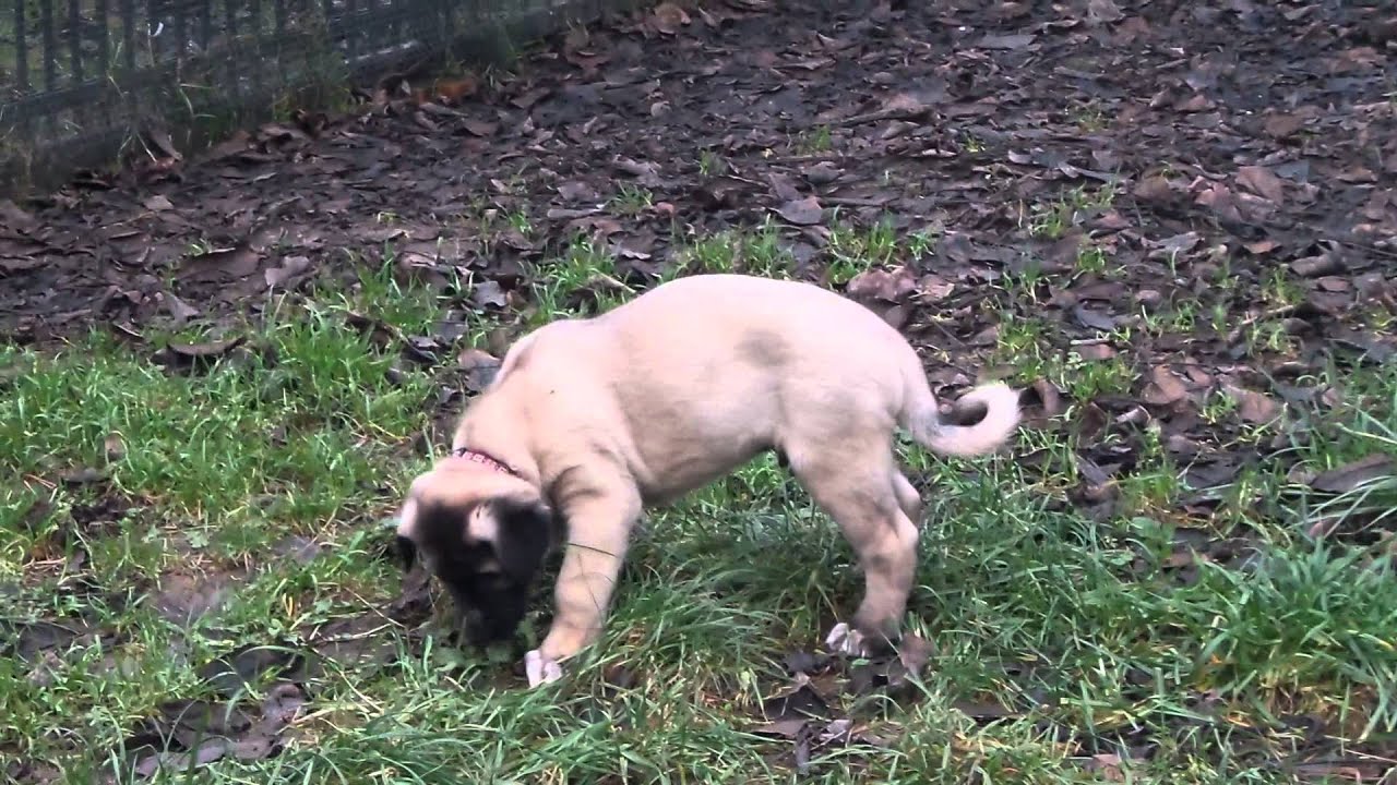 Kangal puppy red collar - YouTube