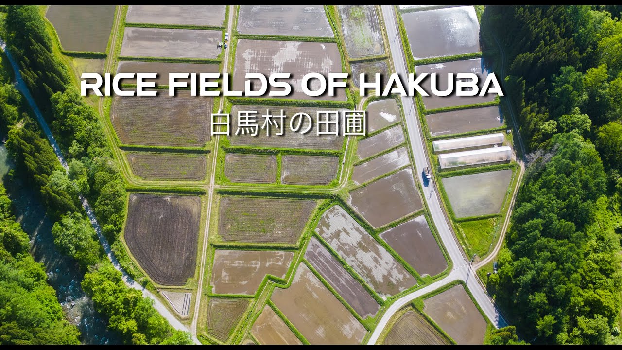 Discover Japan:Rice Fields of Hakuba: A Glimpse into Rural Japan ...