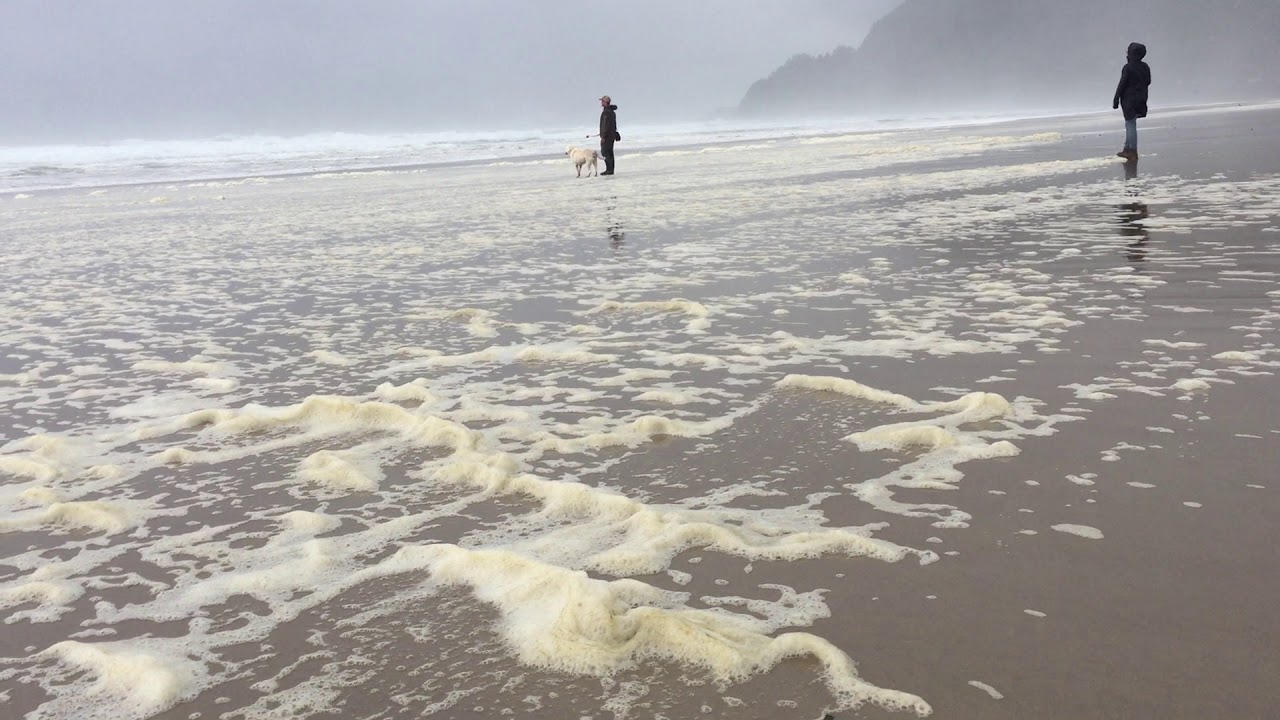Fantastic Sea Foam Runs Across Oregon Beach - YouTube