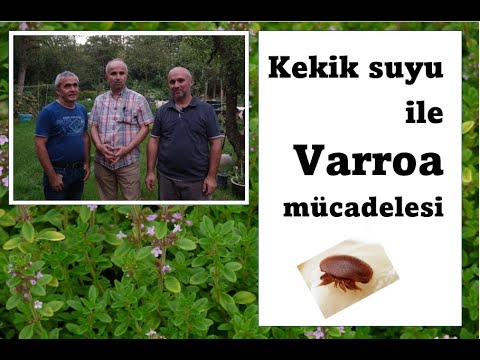 Kekik Suyu İle Varroa Mücadelesi