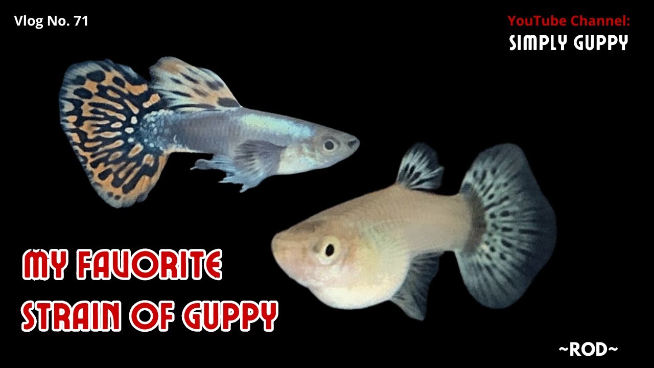 Guppy Breeding Update | Dumbo Ear Mosaic (DEM) | Discus Breeding | Vlog ...