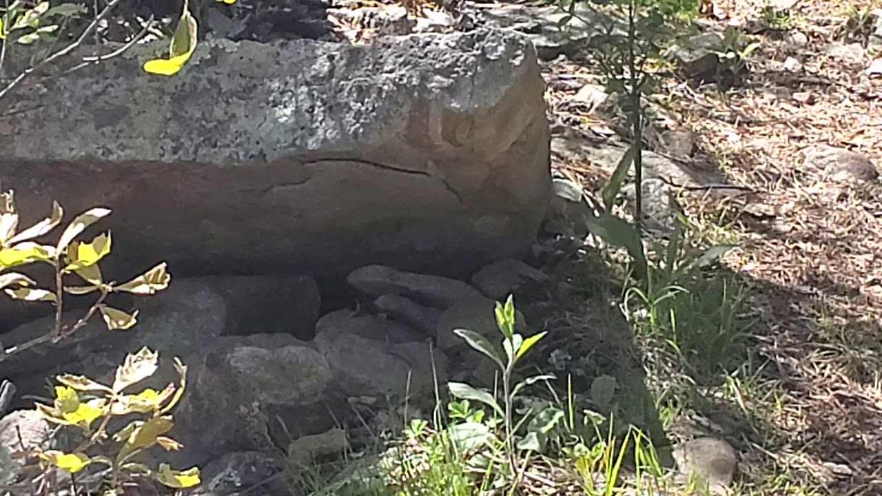 Timber Rattlesnake, White Oak Trail VA 6/1/20 - YouTube