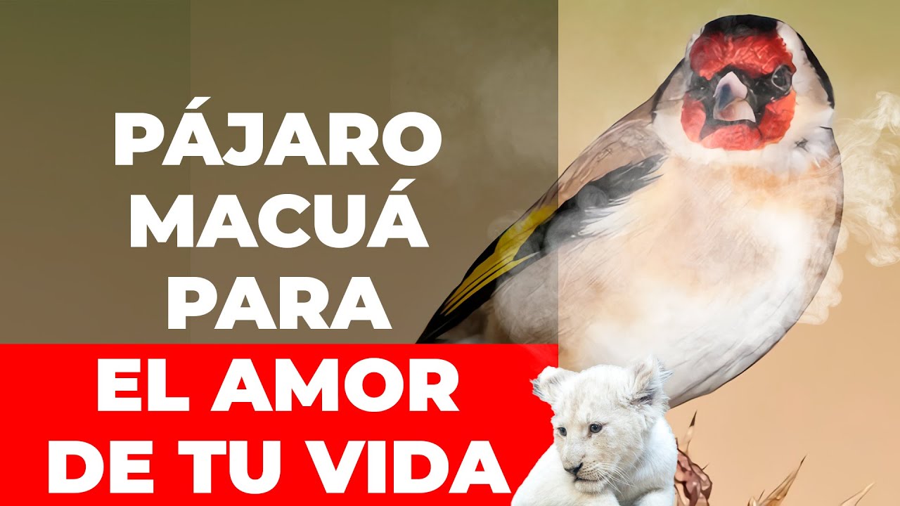 🐦Oración del Pájaro Macuá para el amor - YouTube