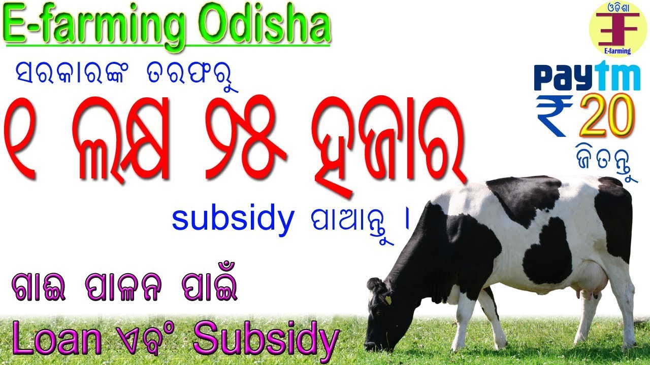 Cow Farming in Odisha (Part-3) || Loan and Subsidy for Cow Farming ...