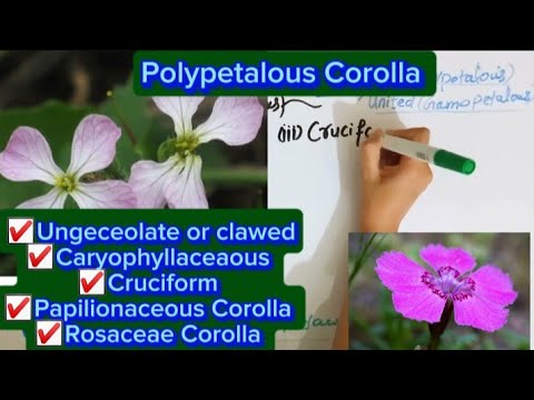 Polypetalous condition|Unguiculate|Caryophyllaceaous|Cruciform ...