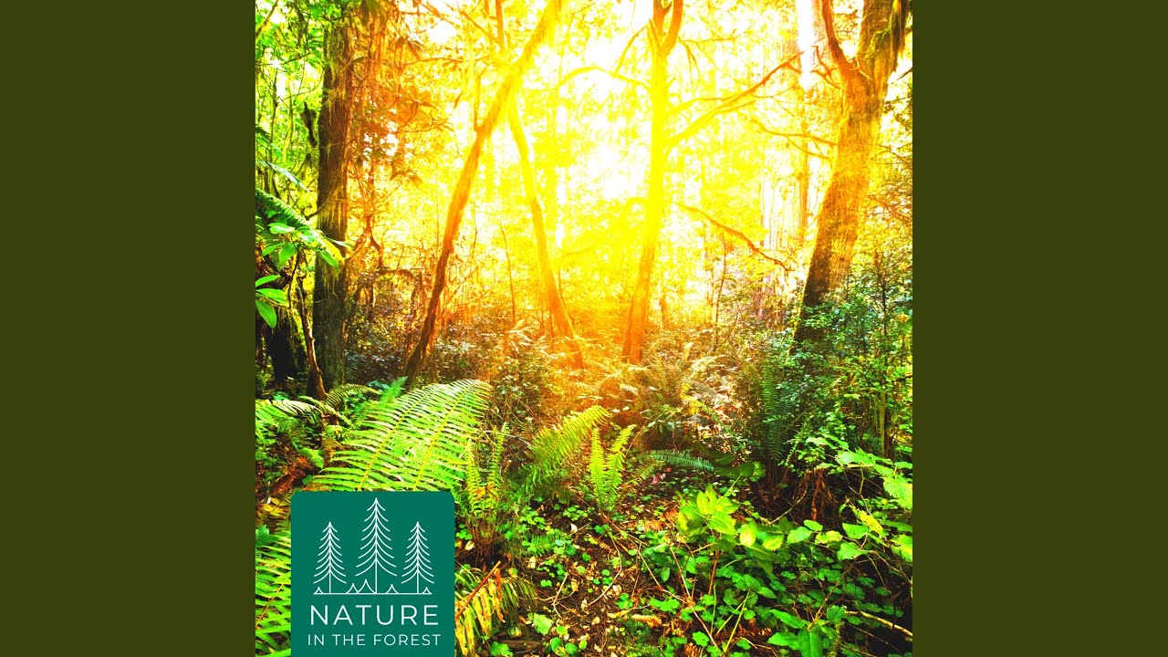 Calm Bird Sounds For Sleep - YouTube