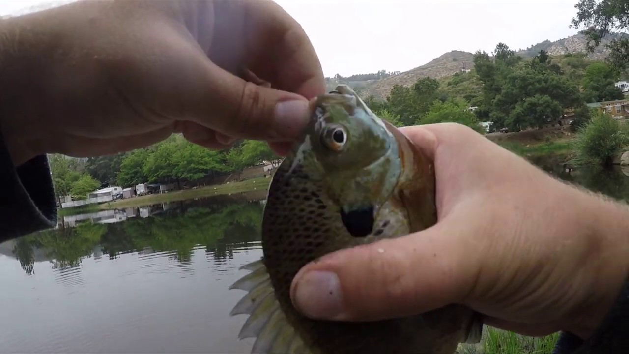 St. Croix Legend Elite Panfish Rod - YouTube