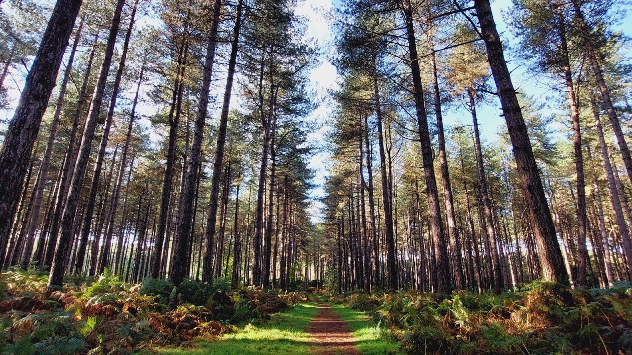 Walking in Norfolk - Shouldham Warren - Merging of the Brecks and the ...