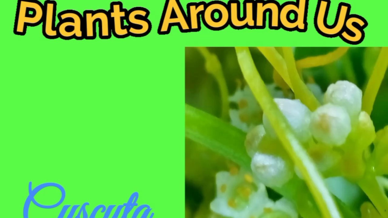 Plants Around Us 4 - Cuscuta reflexa (Dodder Plant අග මුල නැති වැල් ...