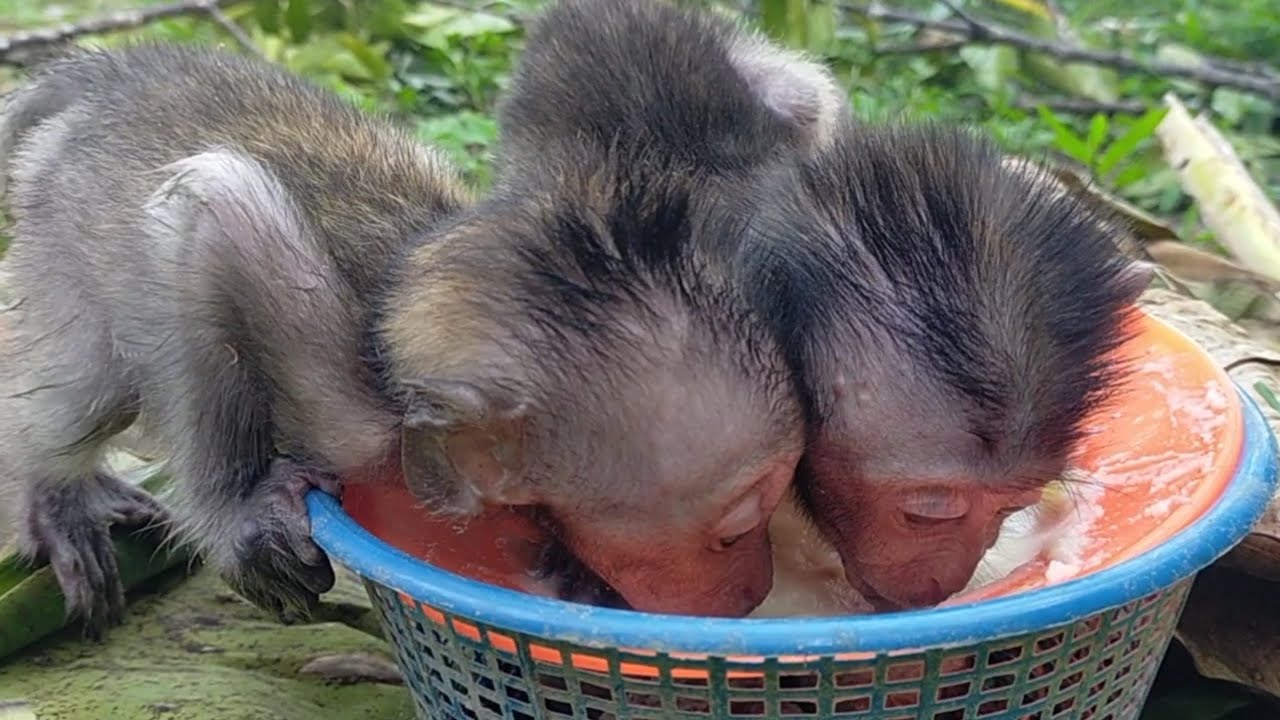 Baby Monkey, Kiko and Kiki Have a Very Hearty Breakfast - YouTube