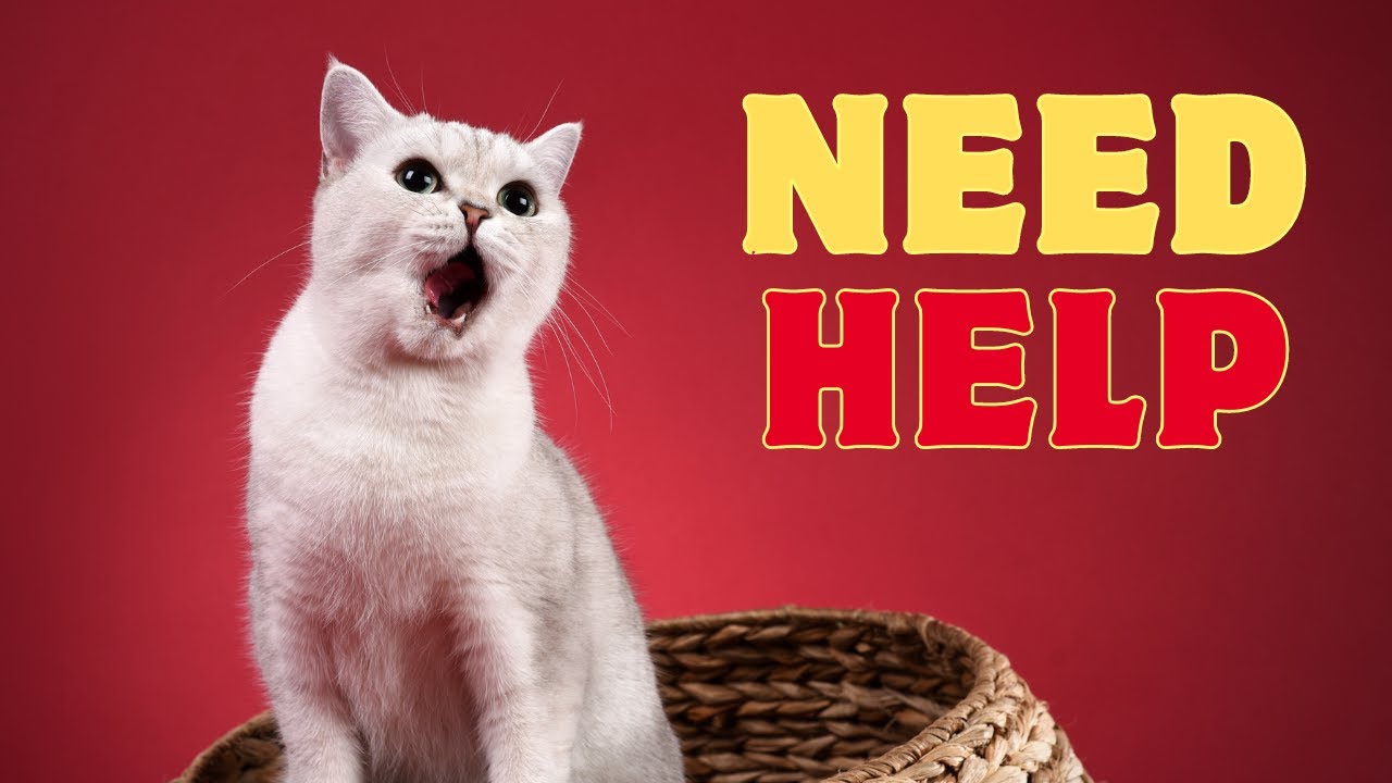 15 Undeniable Signs Your Cat is Secretly Crying for Help: A Guide to ...