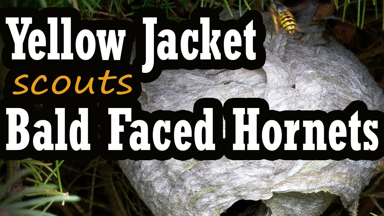 Bald Faced Hornets Bring Ants for the Larvae and more... - YouTube