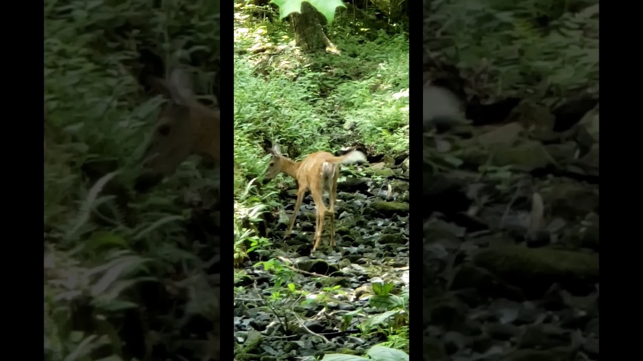 El Venado se siente acosado. - YouTube